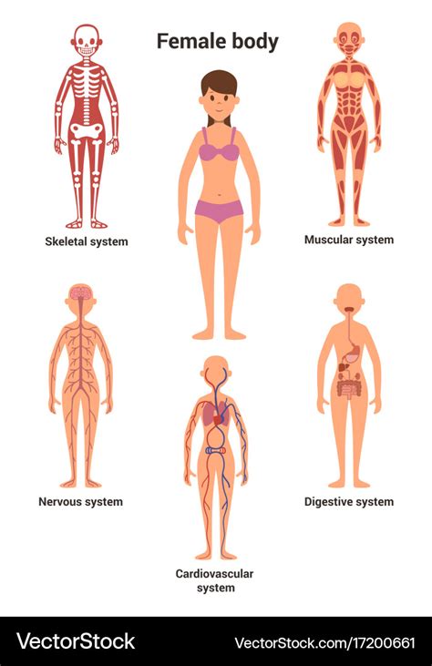 Unlock The Secrets Of Back Muscle Development In Females With This