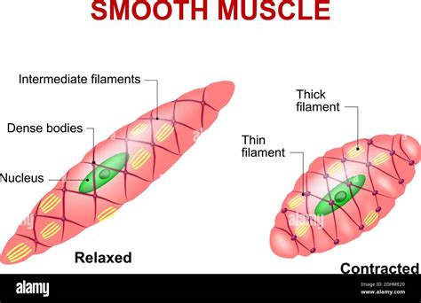 Smooth Muscle Labeled Diagram