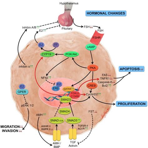 Illustration Of The Pathogenesis Of Adult Granulosa Cell Tumor Showing