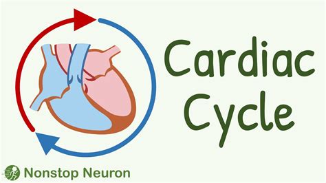 Cardiac Cycle Systole Diastole Blood Flow In Heart Movement Of
