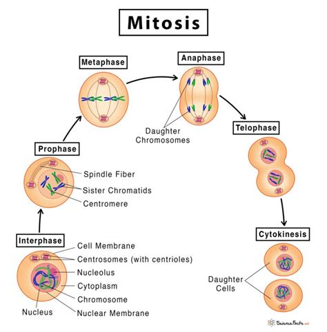 Mitosis Definition Stages Purpose With Diagram