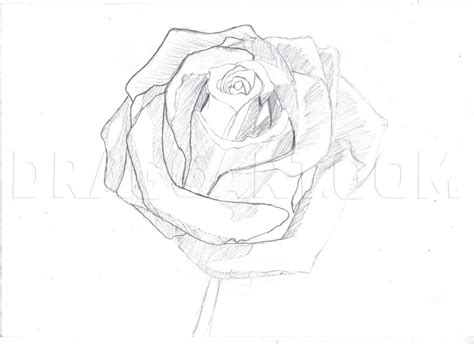 How To Draw A Rose In Pencil Draw A Realistic Rose Step By Step