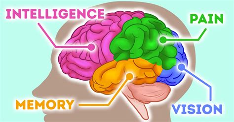 How Your Brain Works Minute Crafts