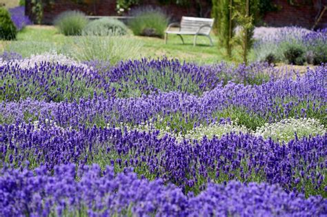 LAS MEJORES PLANTAS DE EXTERIOR RESISTENTES TODO EL AÑO