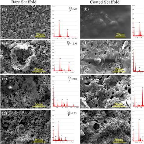 SEM Micrograph And EDS Analysis Obtained From The Surface Of The Bare
