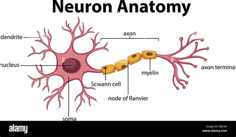 Diagrama De La Anatom A De La Neurona Ilustraci N Imagen Vector De