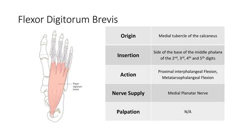 Flexor Hallucis Brevis Origin And Insertion