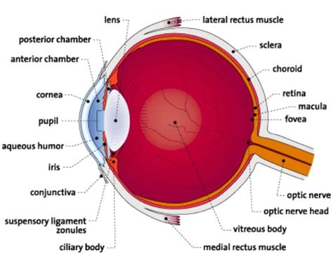 Common Eye Diseases Dr Thind