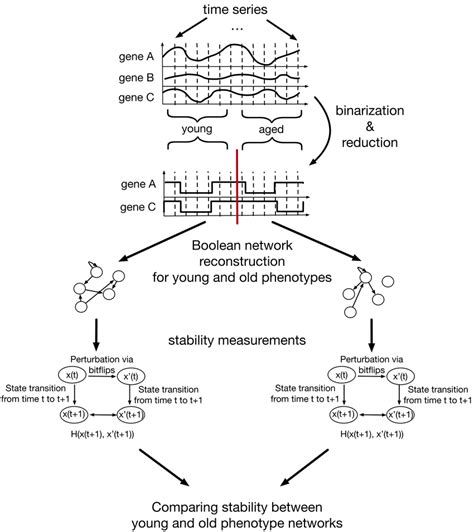 schematic representation of a boolean network approach to investigate download scientific