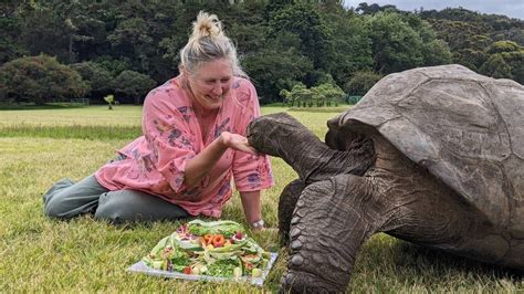 La tortuga más vieja de la Tierra cumple 190 años El Nuevo Herald