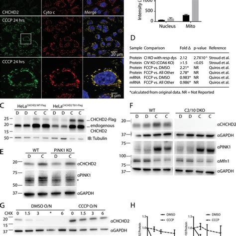 Model of CHCHD2 10 heterodimerization in response to loss of ψ In