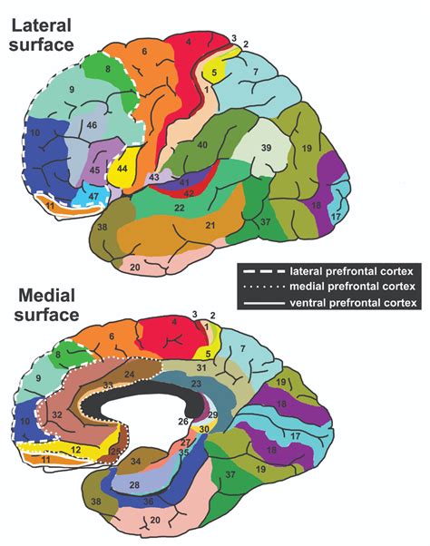 Brodmann Areas Anatomy And Functions Artofit