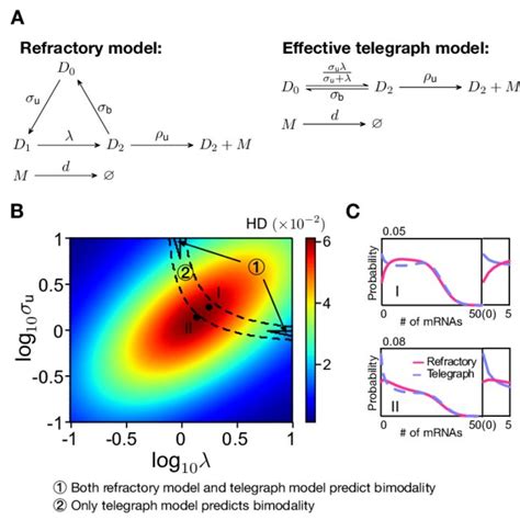 a schematic of the stochastic multi scale transcriptional bursting download scientific