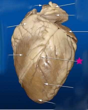 Dissection Of The Sheep Heart Flashcards Quizlet
