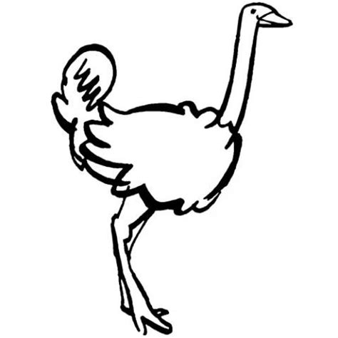 Avestruz Dibujos Para Colorear