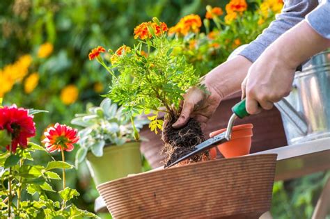 Cuidar De Una Planta Produce Bienestar Emocional
