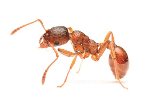 How Do Ants Breathe How It Works Magazine