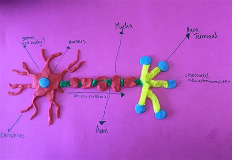 Psychology Unit 1 Neurons Diagram Quizlet