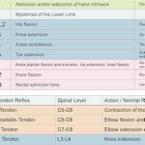 Dermatomes Myotomes And Dtr Poster Chiropractic Medical Nervous System