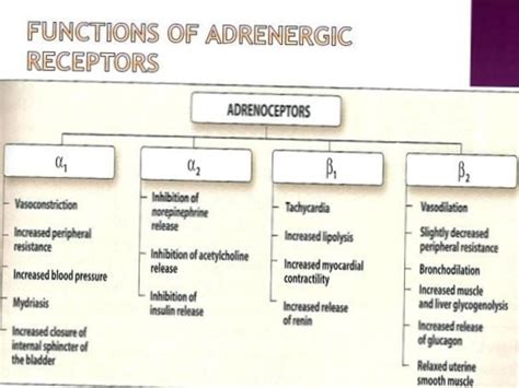 Diferencias Entre Receptores Alfa Y Beta Differbetween
