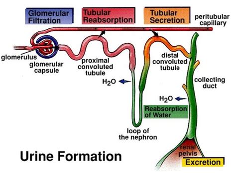 Chapter Urine Formation Nephron Flashcards Quizlet