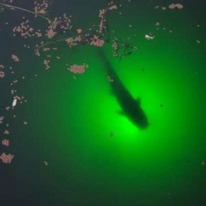 Green Blob Outdoors Fish N A Barrel Artificial Fish Etsy
