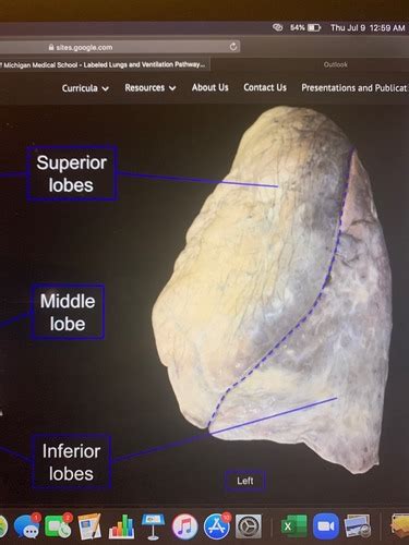 Left Lung Flashcards Quizlet