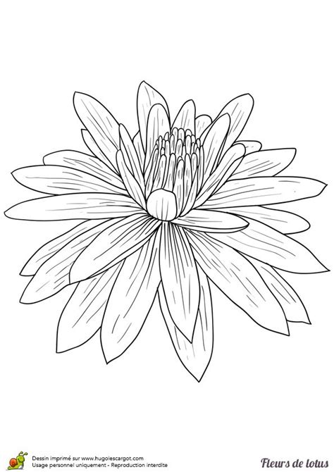Page 7 Sur 16 Sur HugoLescargot Coloriage Fleur Fleur De Lotus