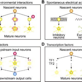 Spatial Patterning Of Neural Progenitors For Generating Neuronal