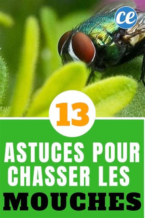 13 Astuces Naturelles Pour Chasser Les Mouches Définitivement