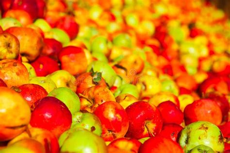 Manzanas Maduras Que Son Procesadas Y Transportadas En Un Favorable