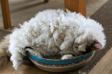 Voici Les Races De Chats Les Plus Grands Et Surprenants Du Monde
