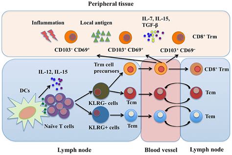Frontiers CD8 Resident Memory T Cells And Viral Infection