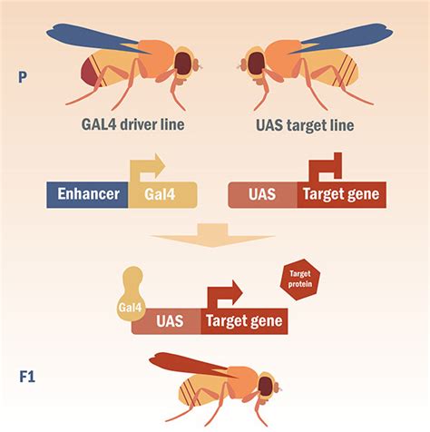 Uas Gal System Of Drosophila Melanogaster Behance