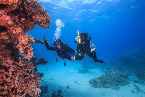 Expedicion Por El Fascinante Mundo Submarino De Buzios Expediciones