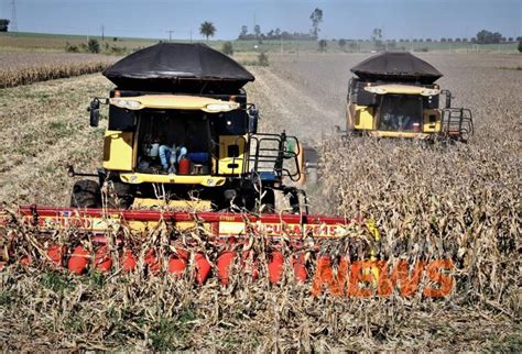Ainda No In Cio Colheita Do Milho Avan Ou Mais Na Regi O Norte De Ms