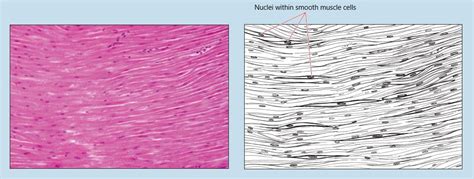 Cardiac Muscle Cross Section