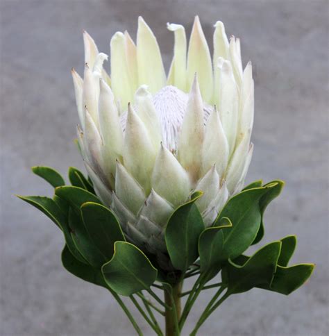 King Protea Stevens And Son Wholesale Florist
