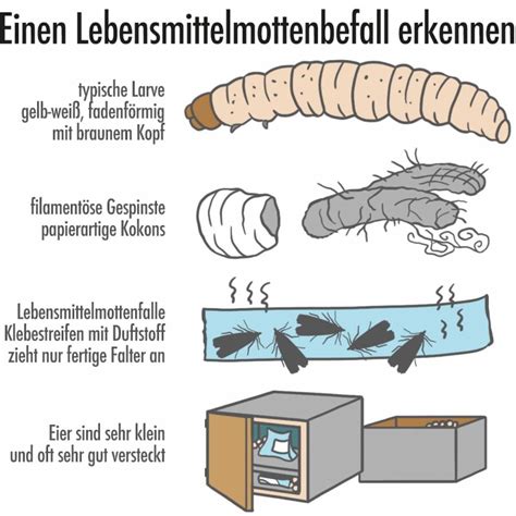 Zusammenkommen Verstehen Heftzwecke Motten K Che Erkennen Desinfizieren