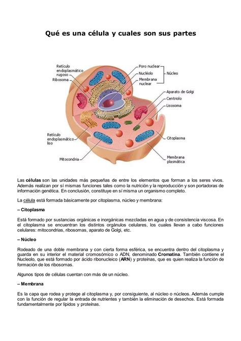 Que Es Una Celula Y Cuales Son Sus Partes PDF