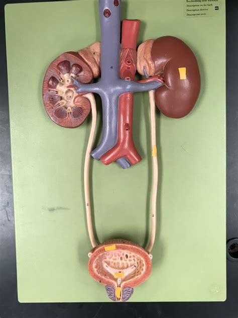 Lab Exam Diagram Quizlet