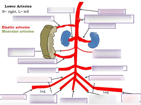 Lower Arteries Diagram Diagram Quizlet