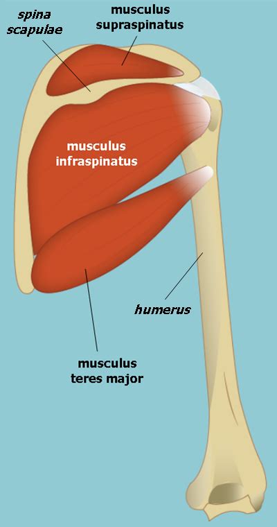 Musculus supraspinatus Medicína nemoci studium na 1 LF UK