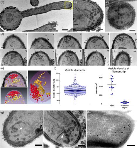 Onsite Secretory Vesicle Delivery Drives Filamentous Growth In The