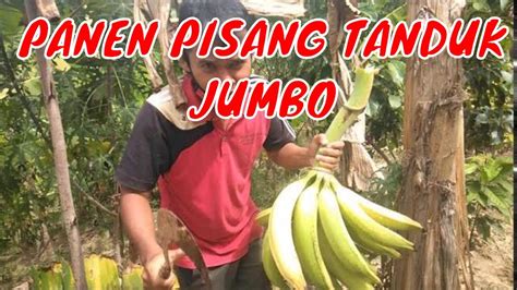 Panen Pisang Tanduk Super Besar Part Kebun Soko Blora Youtube