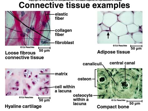 SOLUTION Part 2 Connective Tissues Histology Studypool
