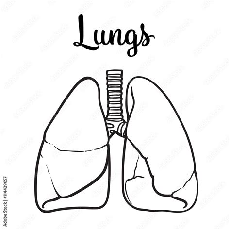 How To Draw A Real Lungs