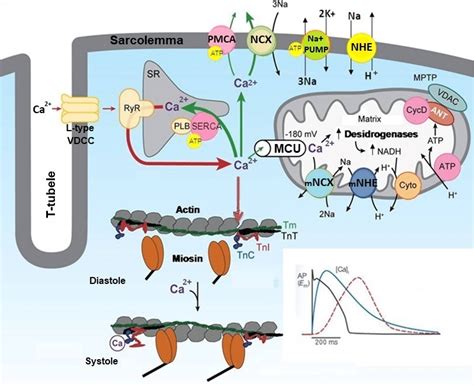 Molecular Mechanisms Involved In Cellular Ca 2 Homeostasis In Cardiac