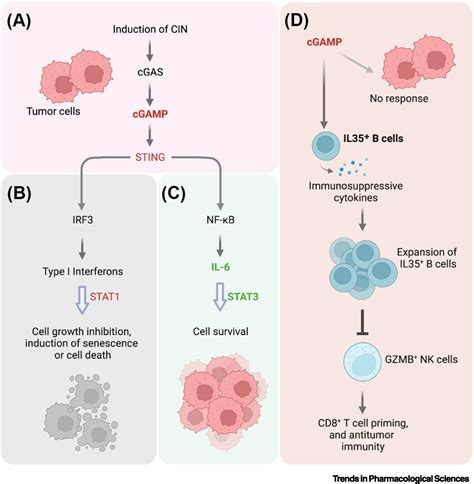 More Than One Route To Render Tumors Resistant To CGAS STING Activation