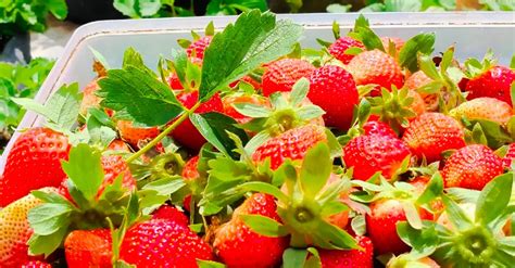9 Rekomendasi Tempat Wisata Petik Strawberry Di Bandung